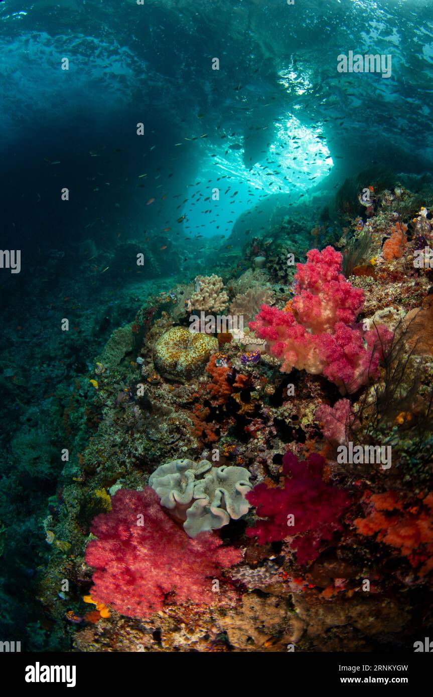 View of window with Glomerate Tree Coral, Spongodes sp, Boo Window dive ...