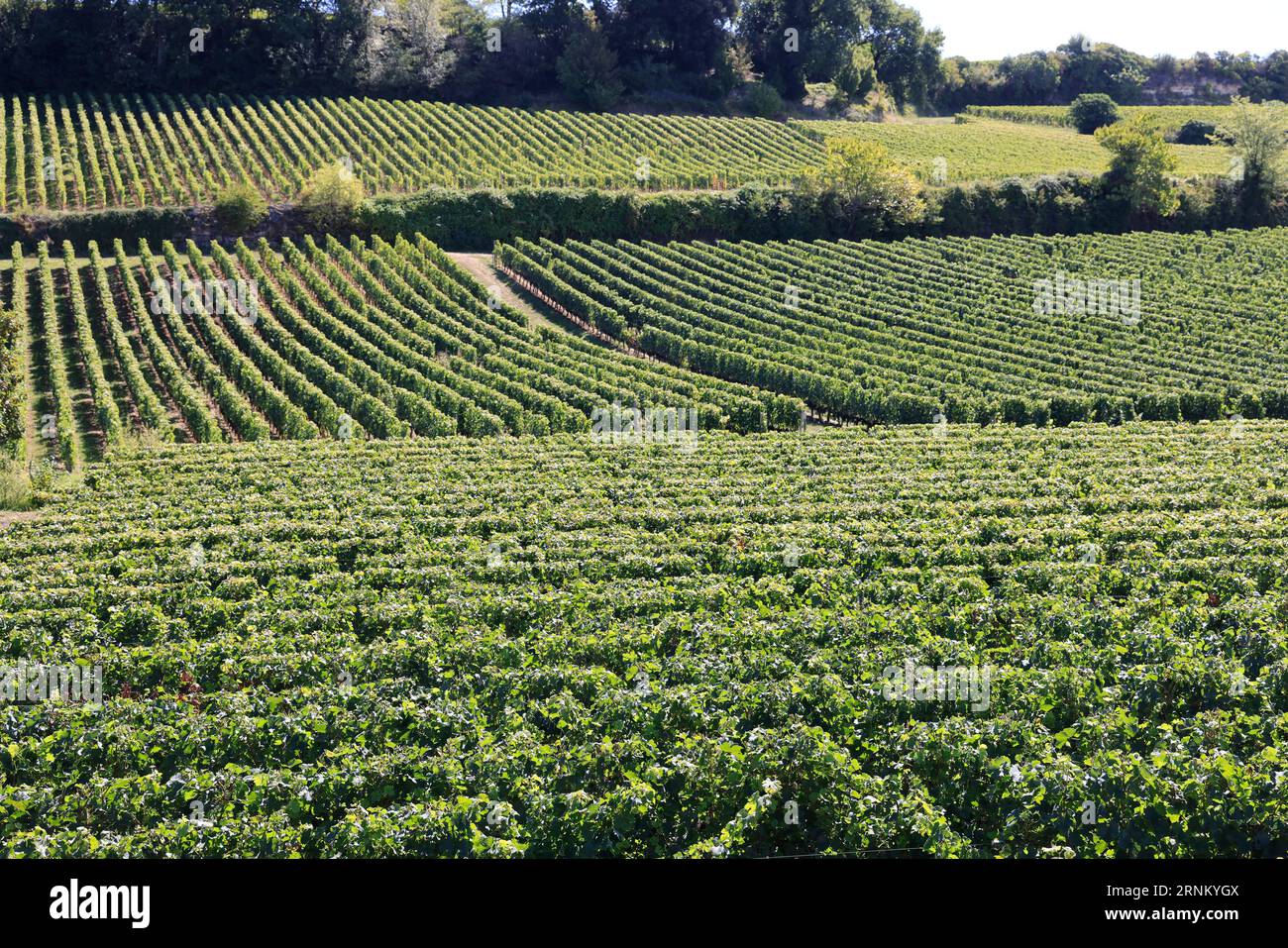 Saint-Émilion. Vigne, vignoble, raisin. Production de vin rouge. Vigne ...
