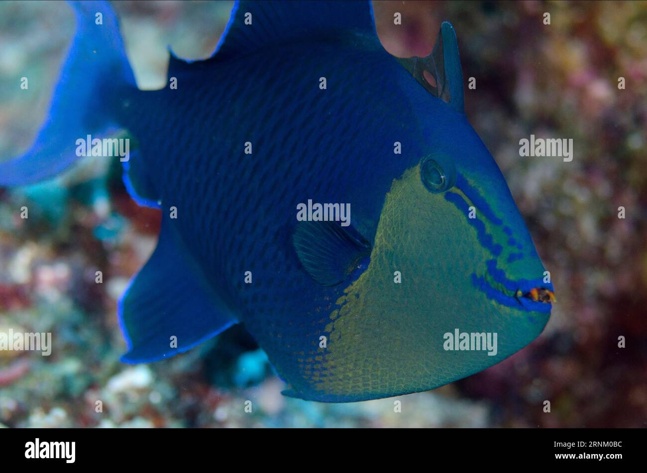 Redtooth Triggerfish, Odonus niger, with erect trigger, Boo Window dive ...