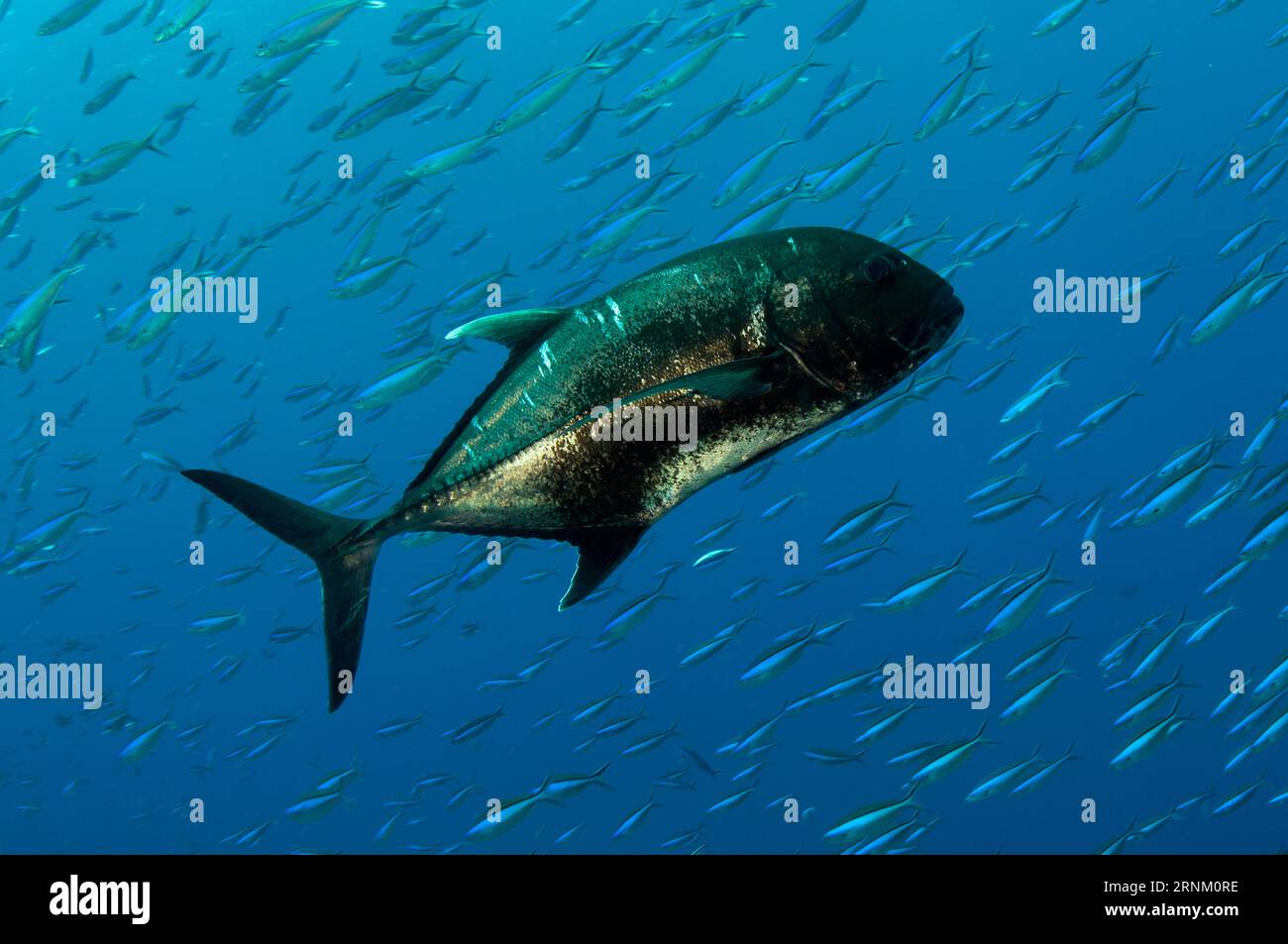 Giant Trevally, Caranx ignobilis, with school of Scissortail Fusiliers ...