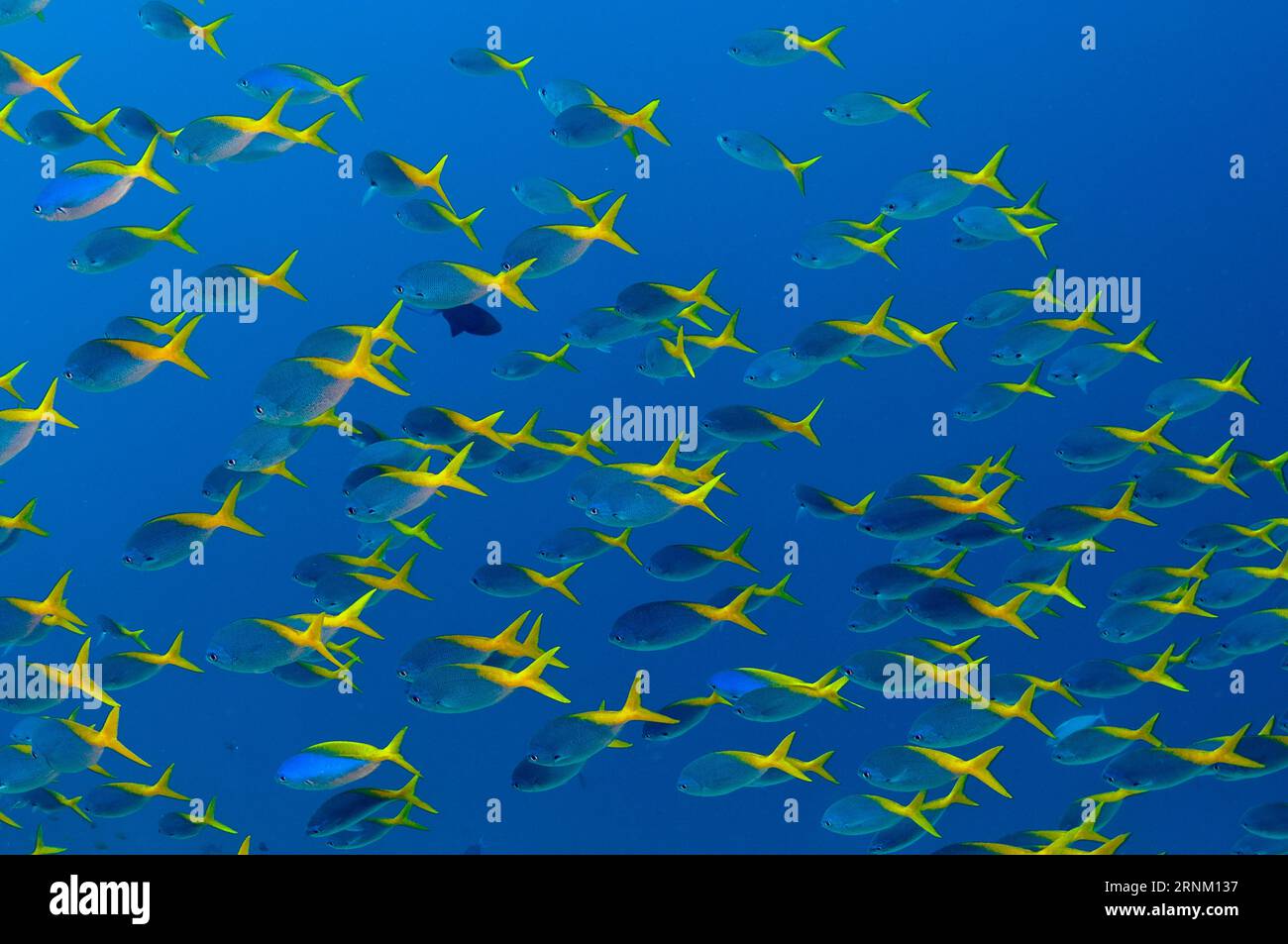 School of Blue and Yellow Fusiliers, Caesio teres, Magic Mountain dive ...