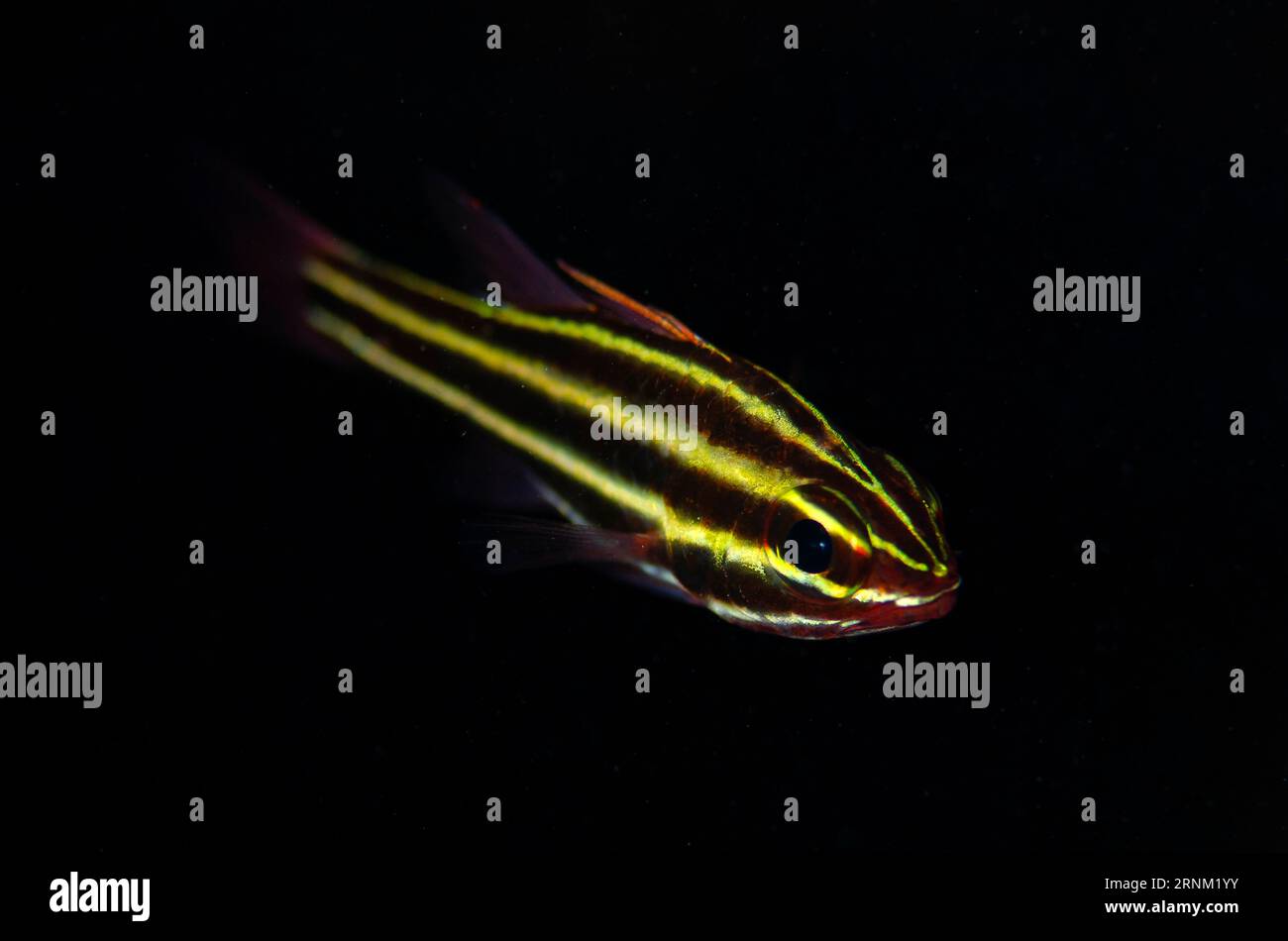 Blackstripe Cardinalfish, Ostorhinchus nigrofasciatus, Yilliet Kecil ...