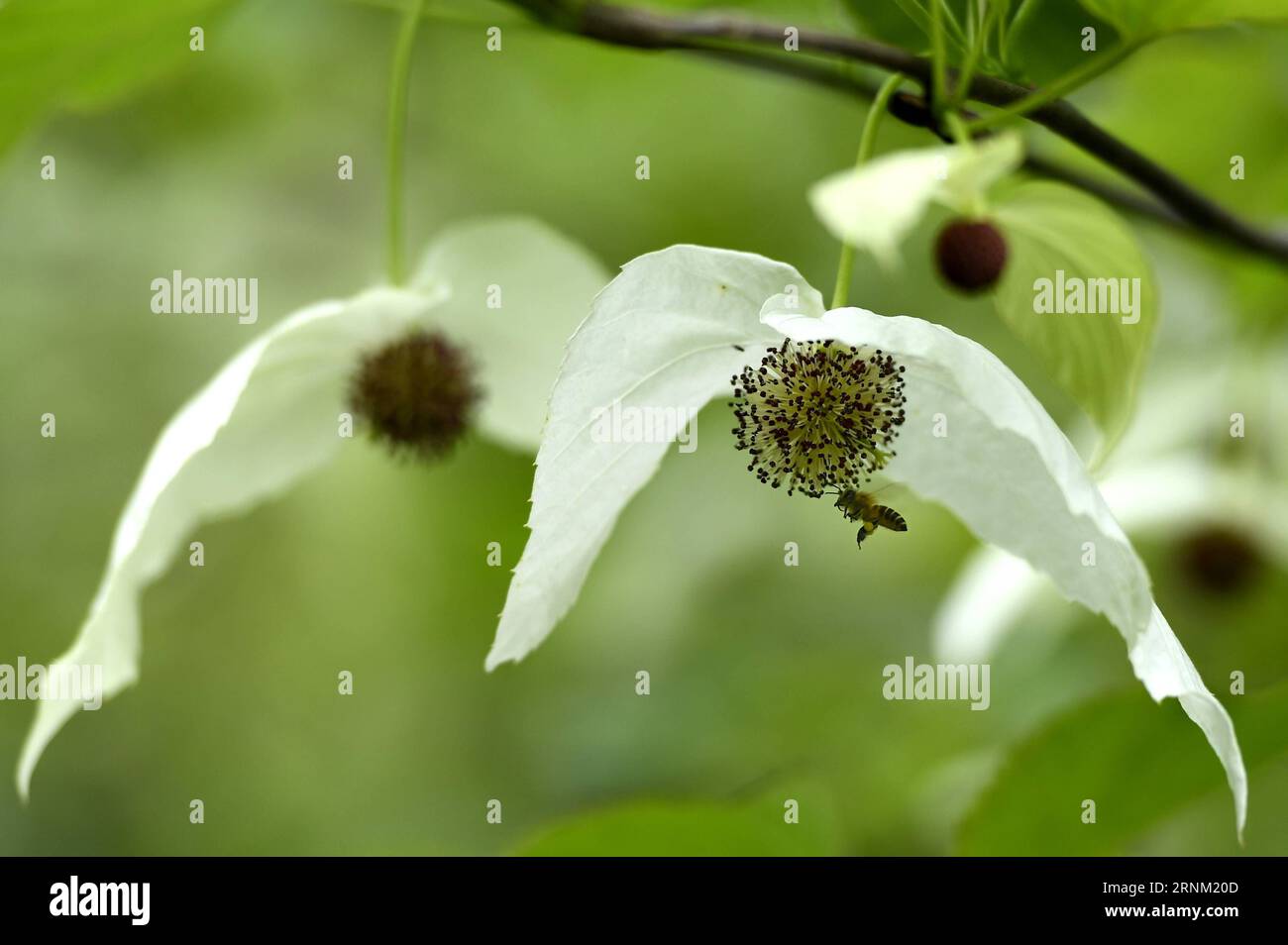 (170502) -- ENSHI, May 2, 2017 -- Photo taken on May 2, 2017 shows ...