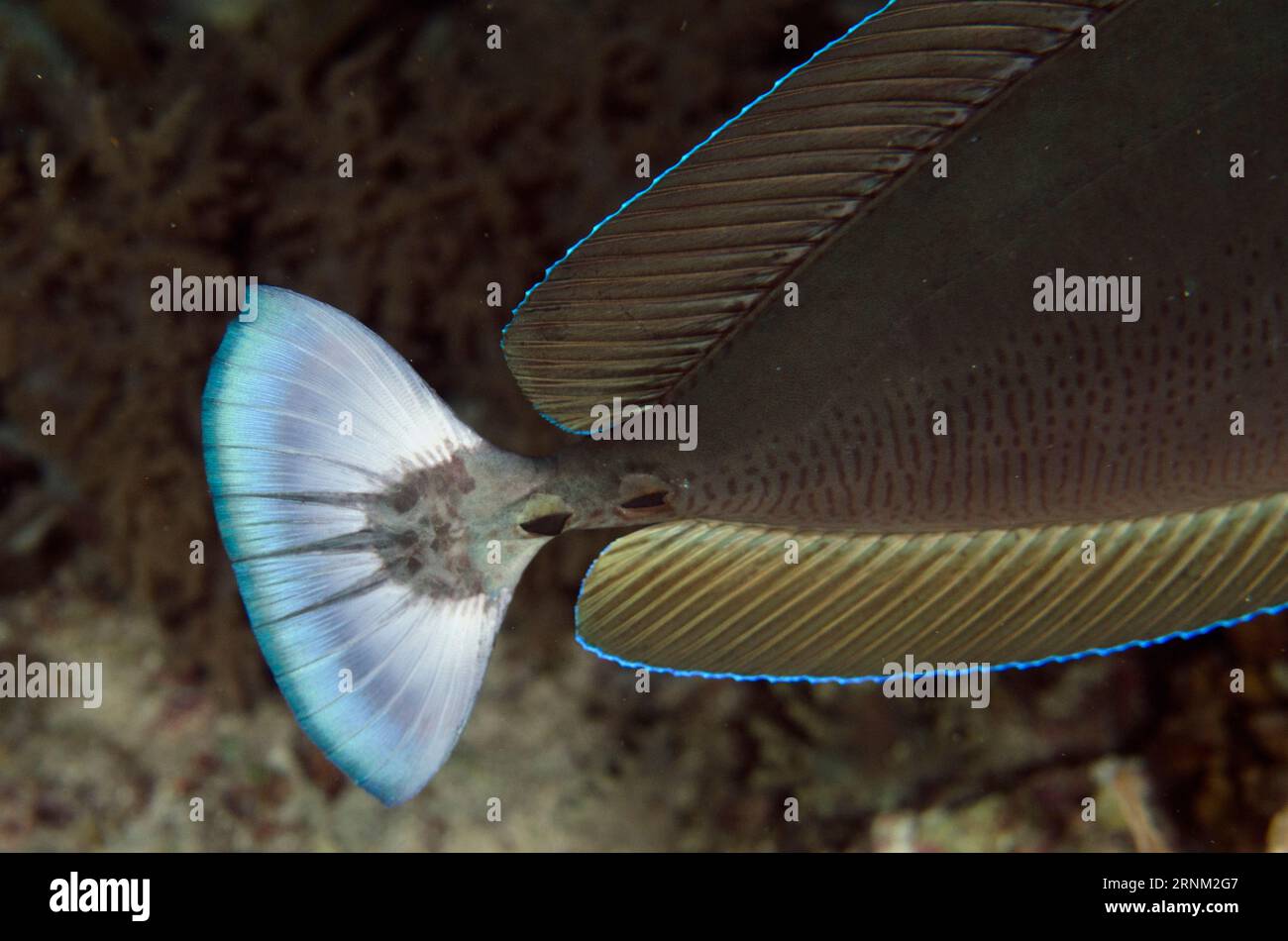 Short nosed unicornfish hi-res stock photography and images - Alamy
