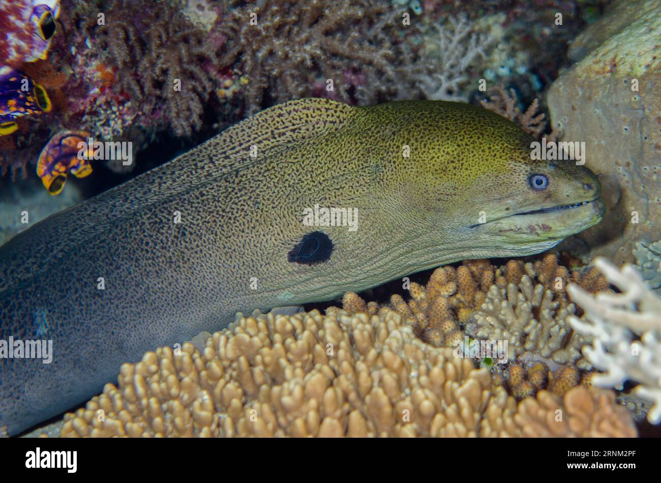 Giant Moray Eel, Gymnothorax javanicus, freeswimming by coral, Yilliet ...