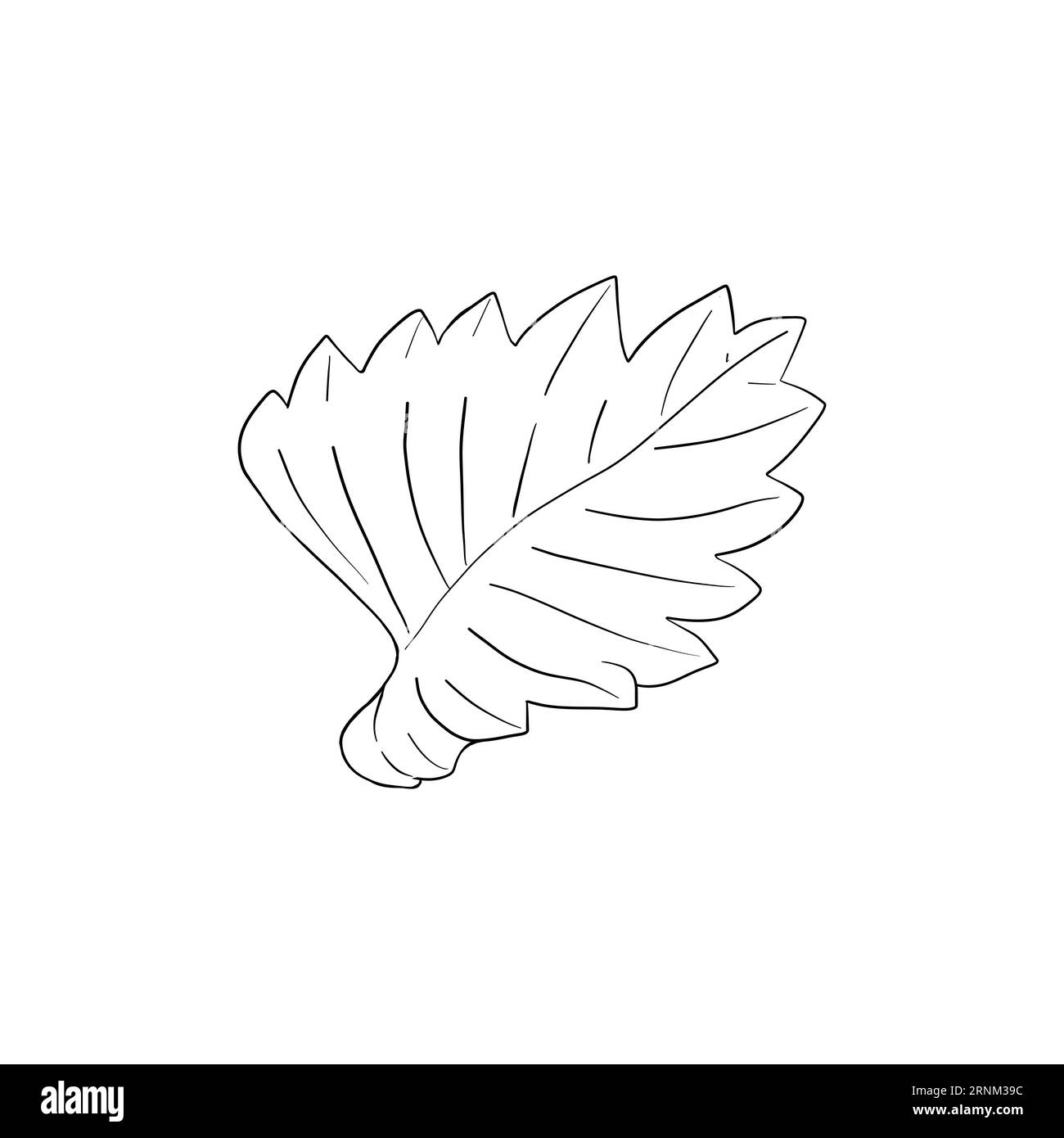 Vector, line illustration of strawberry leaf, strawberry hand drawn ...