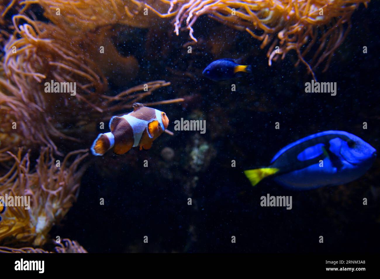 Fish Screen Saver With Music at Anthony Barajas blog