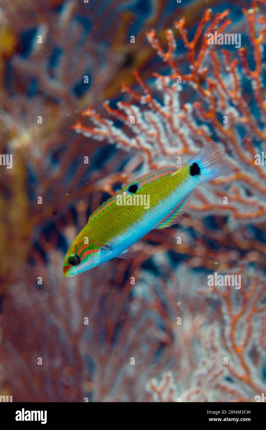 Juvenile Moon Wrasse, Thalassoma lunare, by coral, Fantasea dive site ...