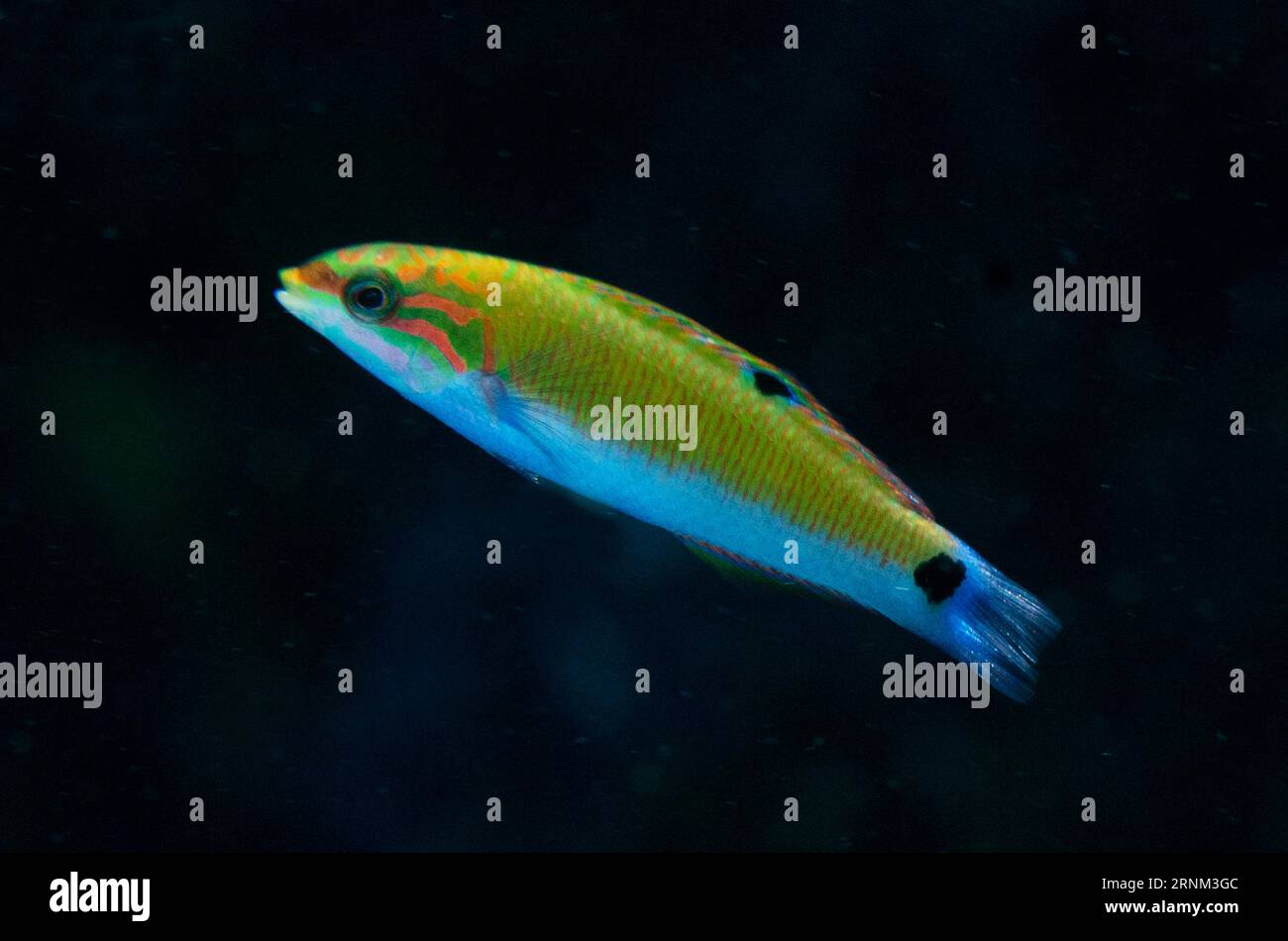 Juvenile Moon Wrasse, Thalassoma lunare, Fantasea dive site, Misool ...