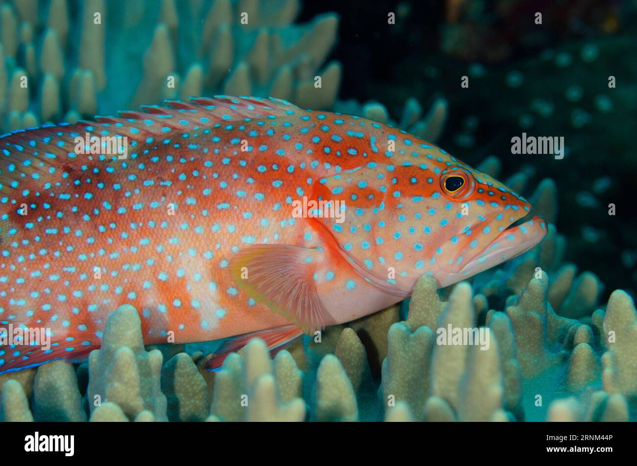 Red Coral Grouper, Cephalopholis miniata, Nudi Rock dive site, Fiabacet ...