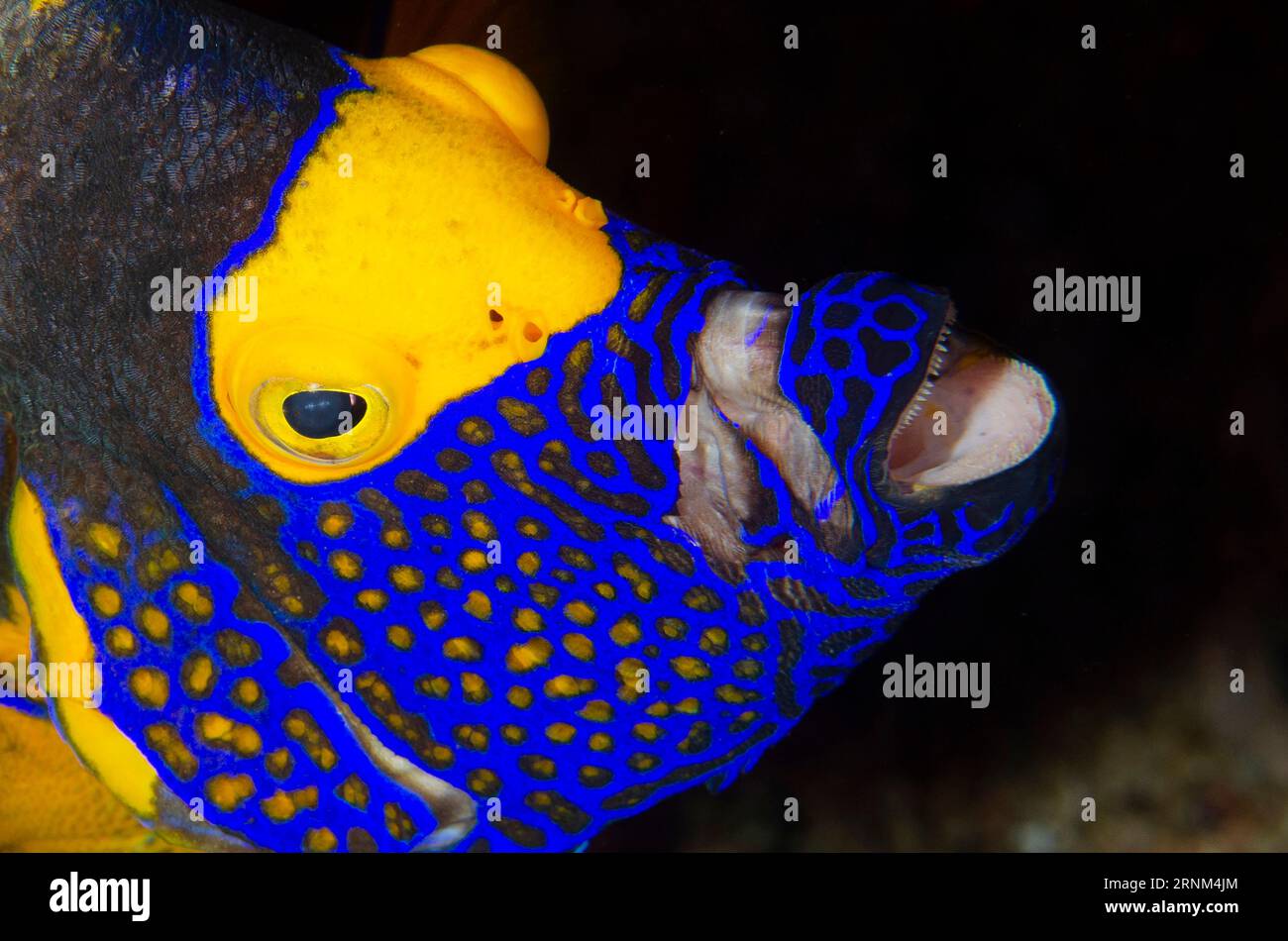 Yellowmask Angelfish, Pomacanthus xanthometopon, extending jaws, Whale ...