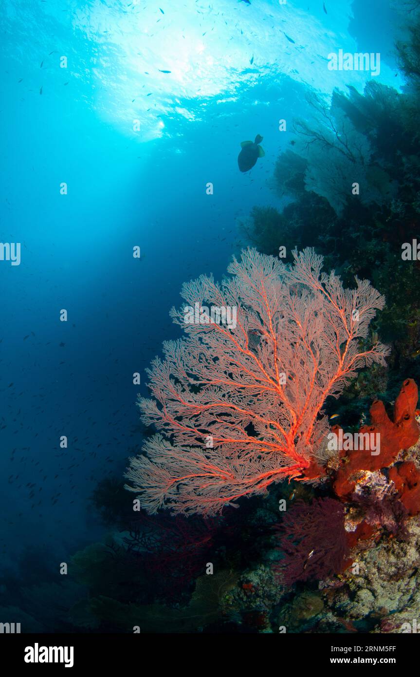 Sea Fan, Melithaea sp, with sun in background, Andiamo dive site, Dara ...