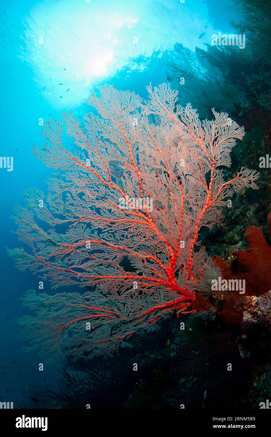 Sea Fan, Melithaea sp, with sun in background, Andiamo dive site, Dara ...