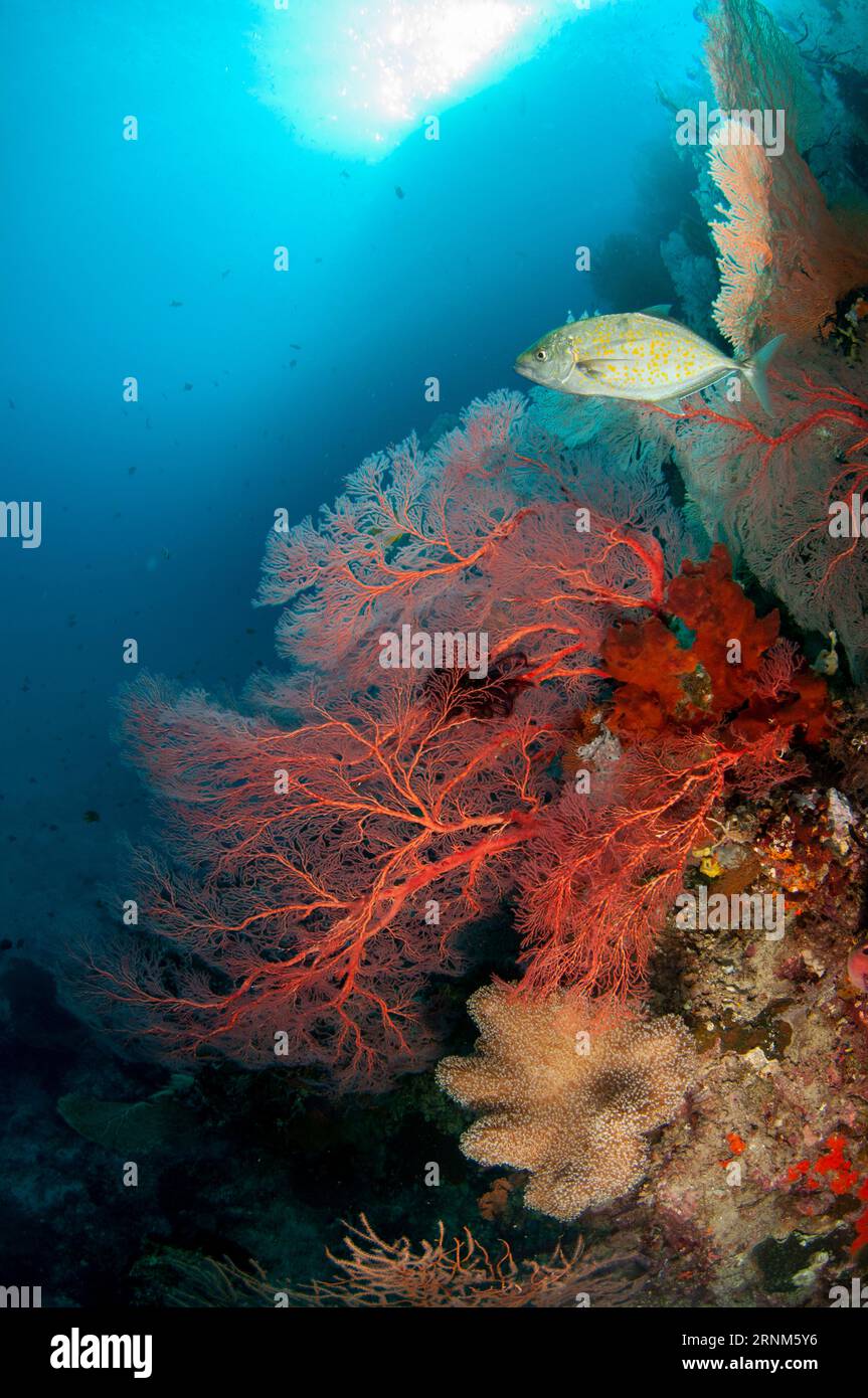 Orange-spotted Trevally, Carangoides bajad, passing sea fan with sun in ...