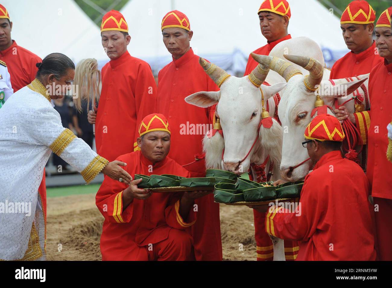 (170512) -- BANGKOK, May 12, 2017 -- Oxen are presented with food ...