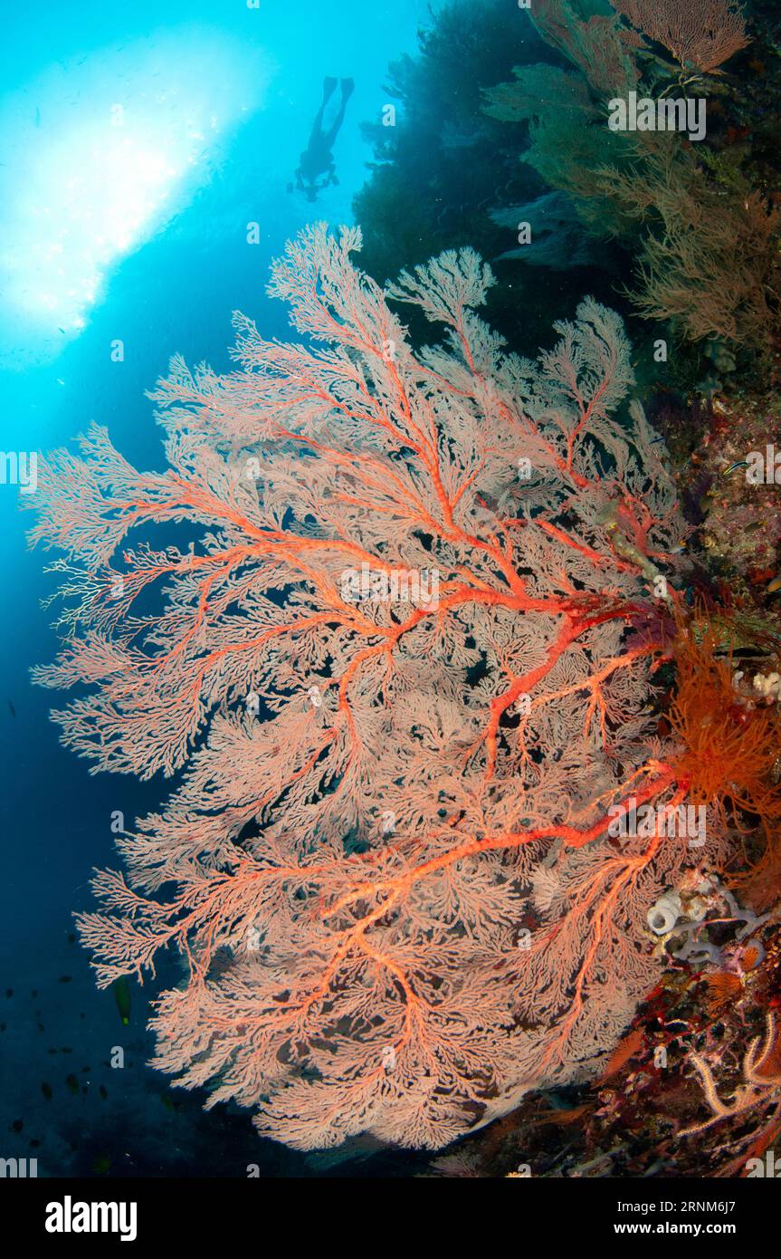 Sea Fan, Melithaea sp, with diver and sun in background, Andiamo dive ...