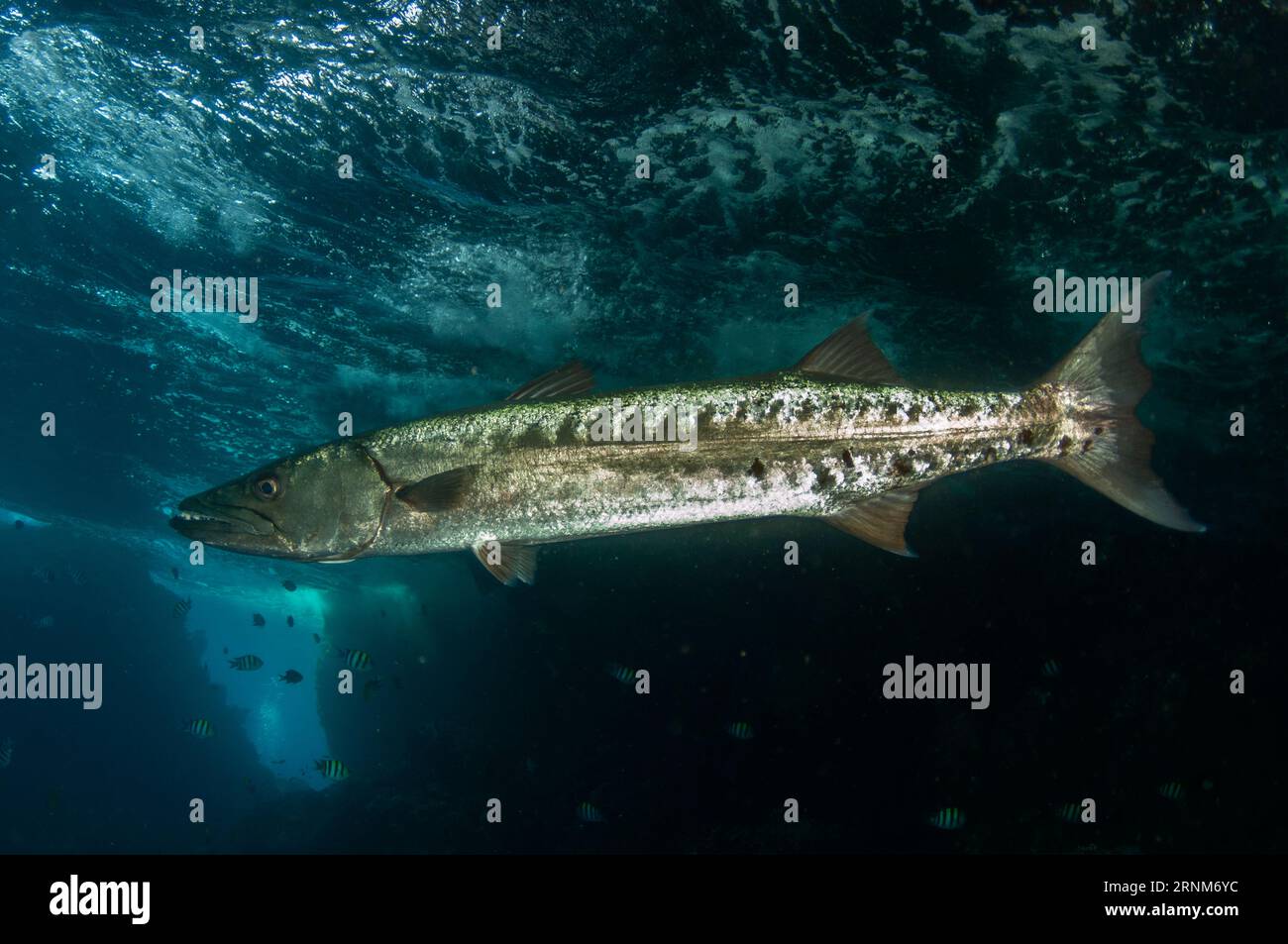 Great Barracuda, Sphyraena barracuda, Andiamo dive site, Dara Island ...