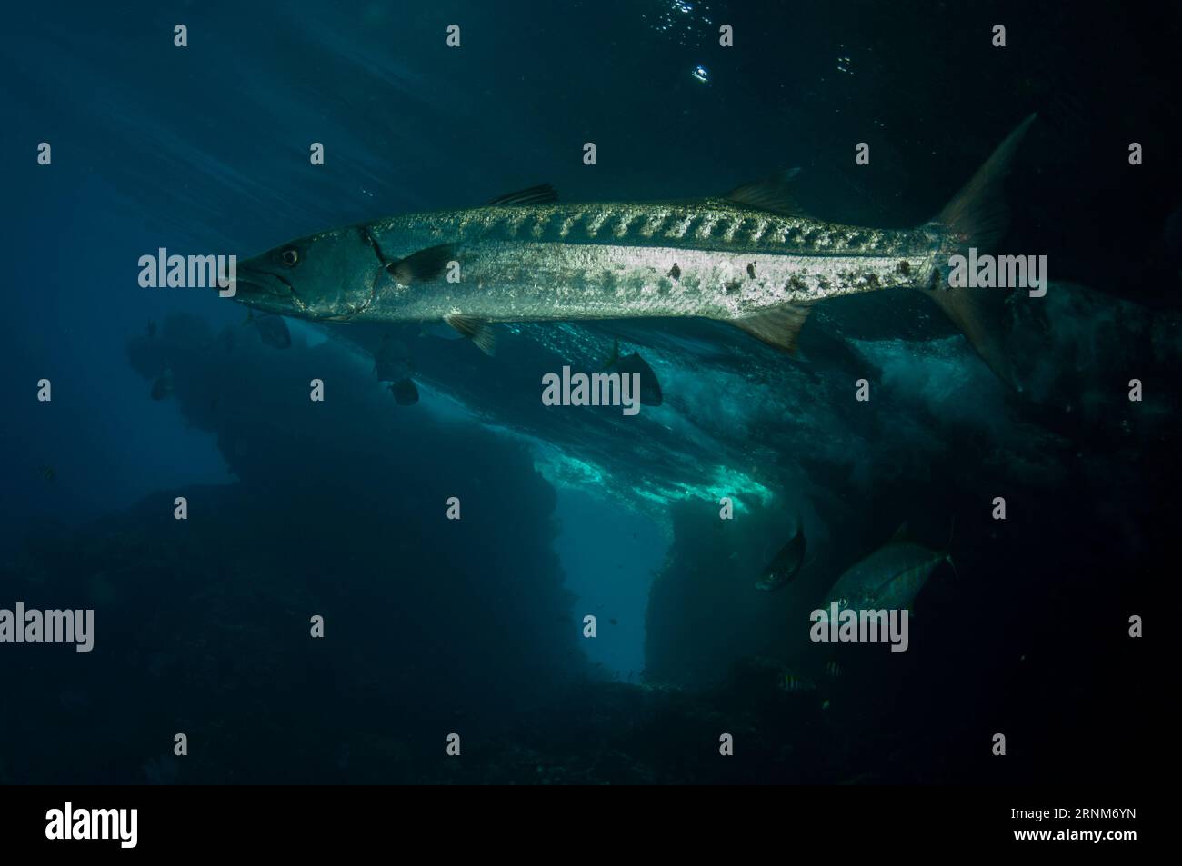 Great Barracuda, Sphyraena barracuda, Andiamo dive site, Dara Island ...