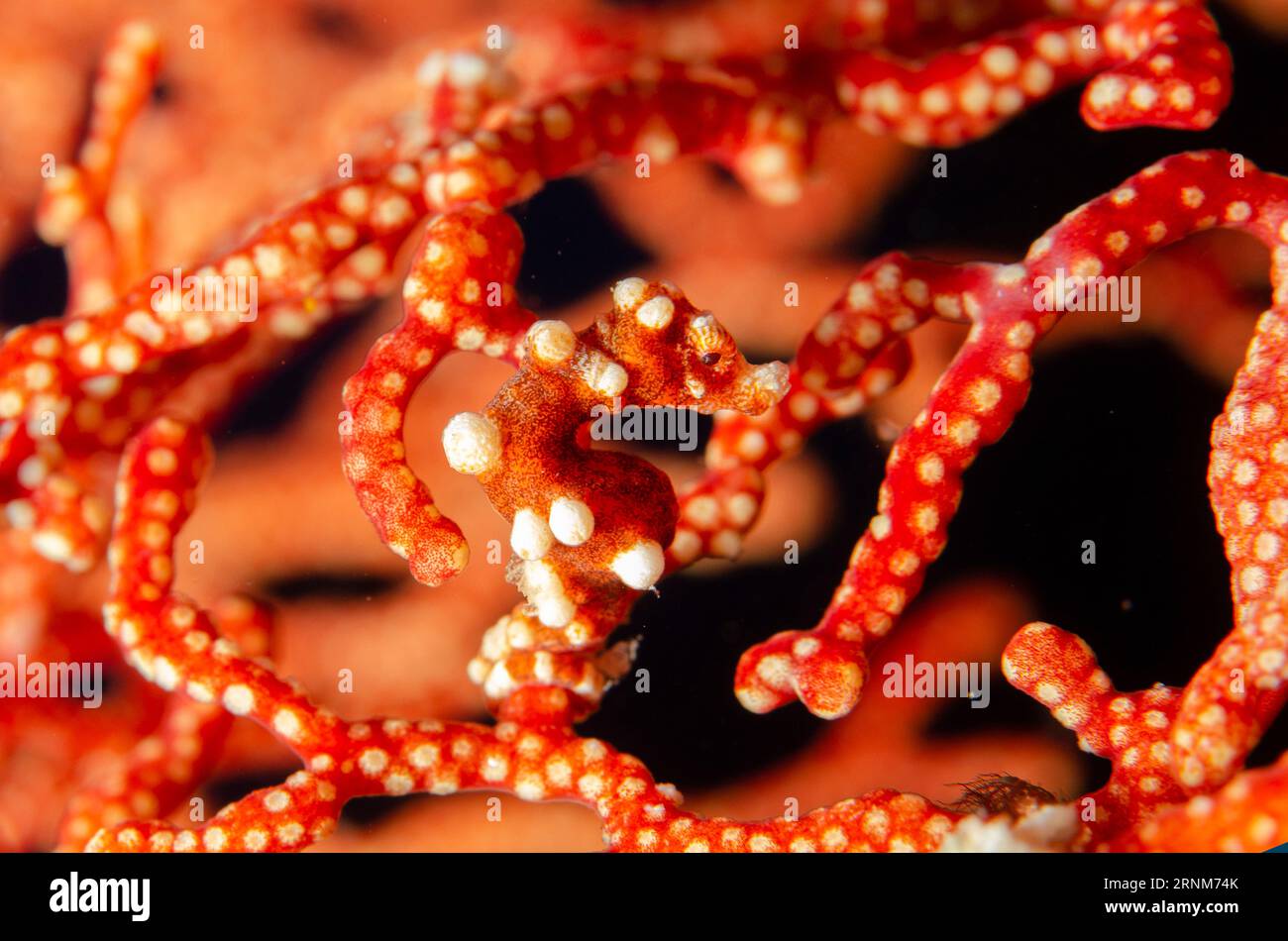 Denise's Pygmy Seahorse, Hippocampus denise, on sea fan, Two Tree ...