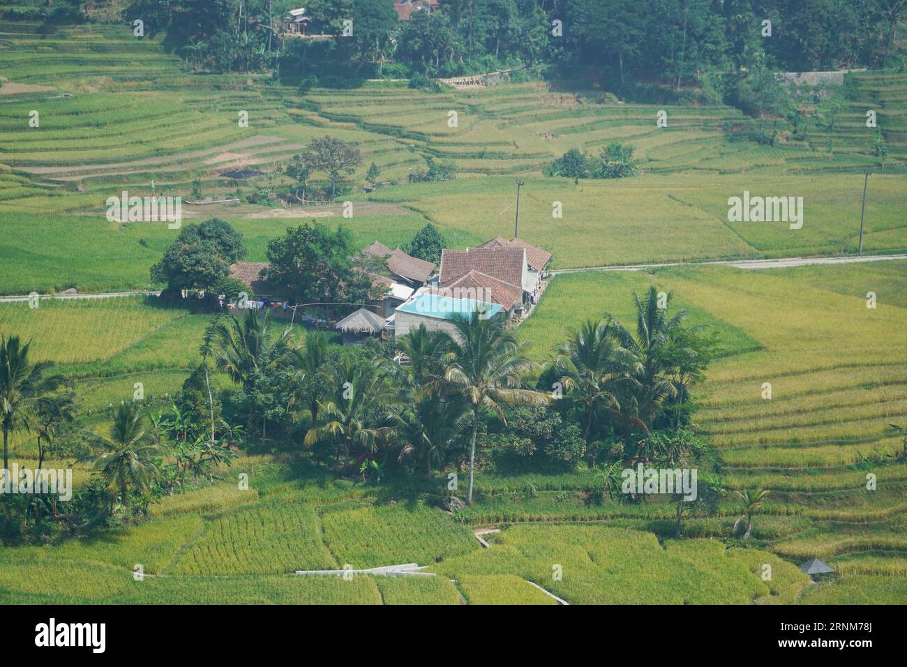 Aerial view of residents' houses in the middle of rice fields in Bogor ...