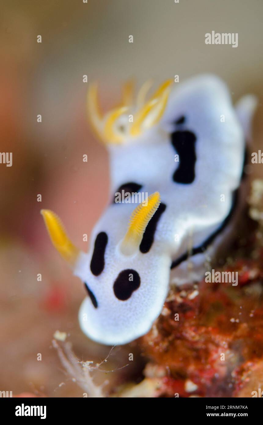Diana's Chromodoris Nudibranch, Chromodoris dianae, Love Potion Number ...