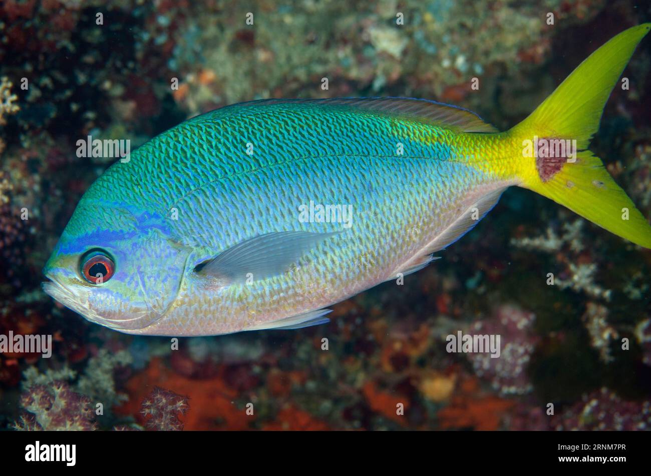 Yellowtail Fusilier, Caesio cuning, Love Potion Number 9 dive site ...