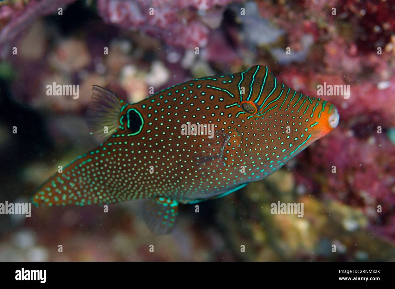 Papuan Toby, Canthigaster papua, Love Potion Number 9 dive site ...
