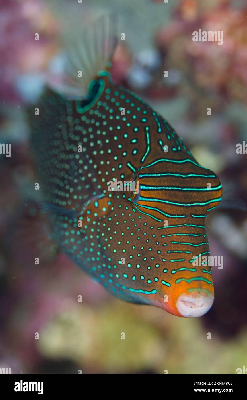 Papuan Toby, Canthigaster papua, Love Potion Number 9 dive site ...