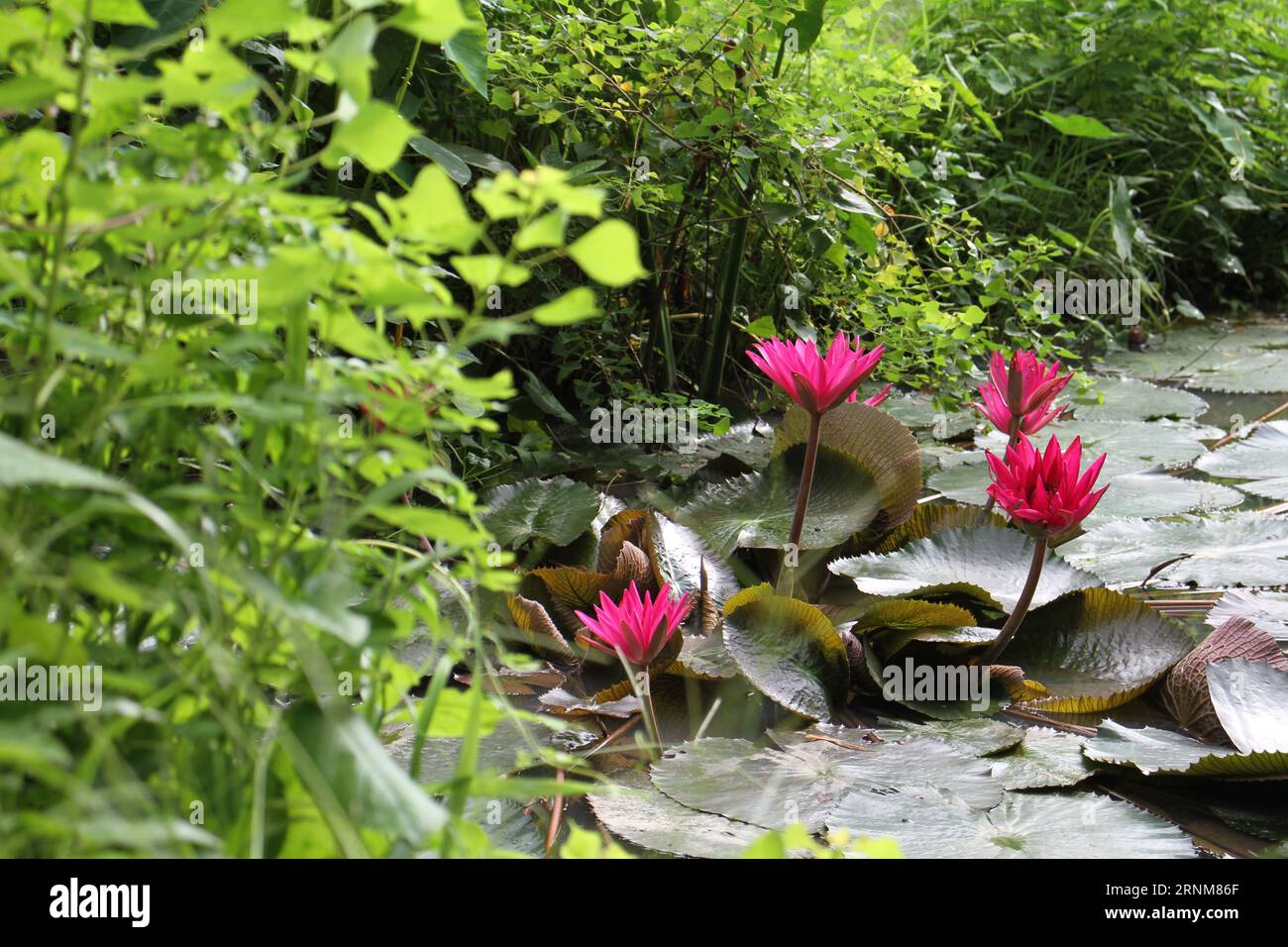 Water lily roots plant hi-res stock photography and images - Alamy