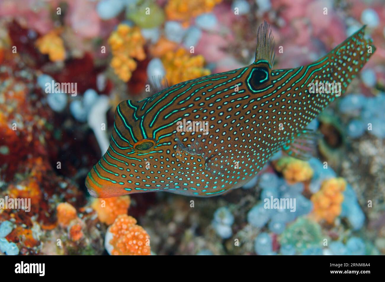 Papuan Toby, Canthigaster papua, Love Potion Number 9 dive site ...
