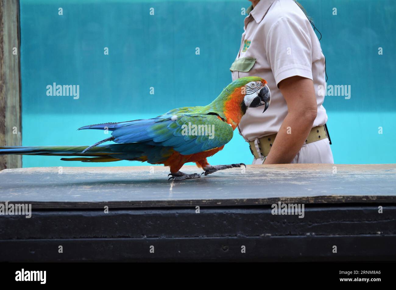 Red and Green Macaw in jungle park at Tenerife, Canary Islands, Spain ...