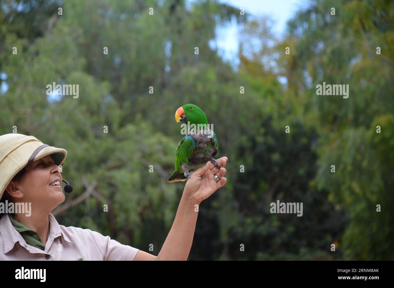 Tenerife, Spain 03.20.2018: Prezentation of parrots in the Jungle park ...