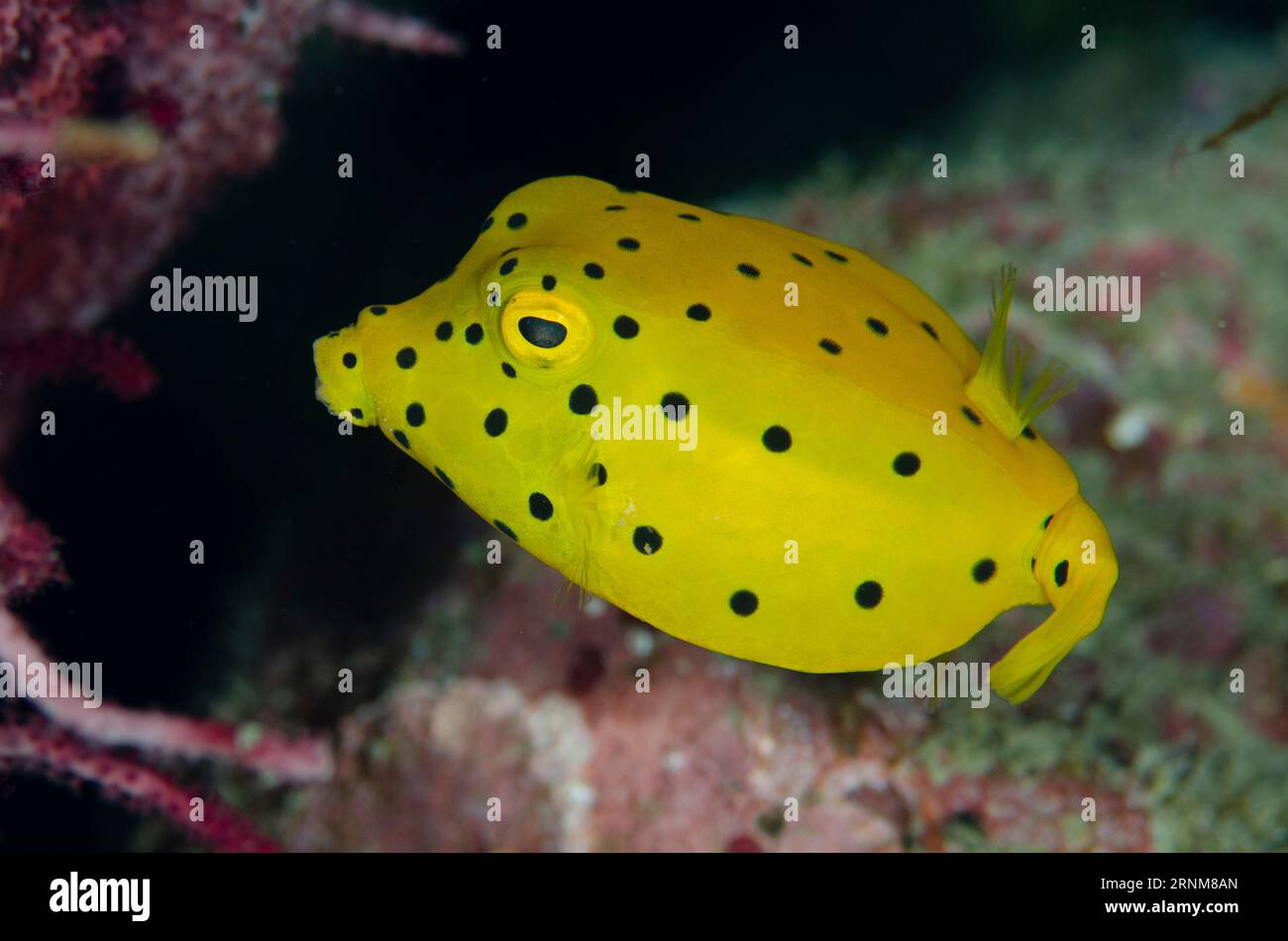 Juvenile Yellow Boxfish, Ostracion cubicus, Love Potion Number 9 dive ...