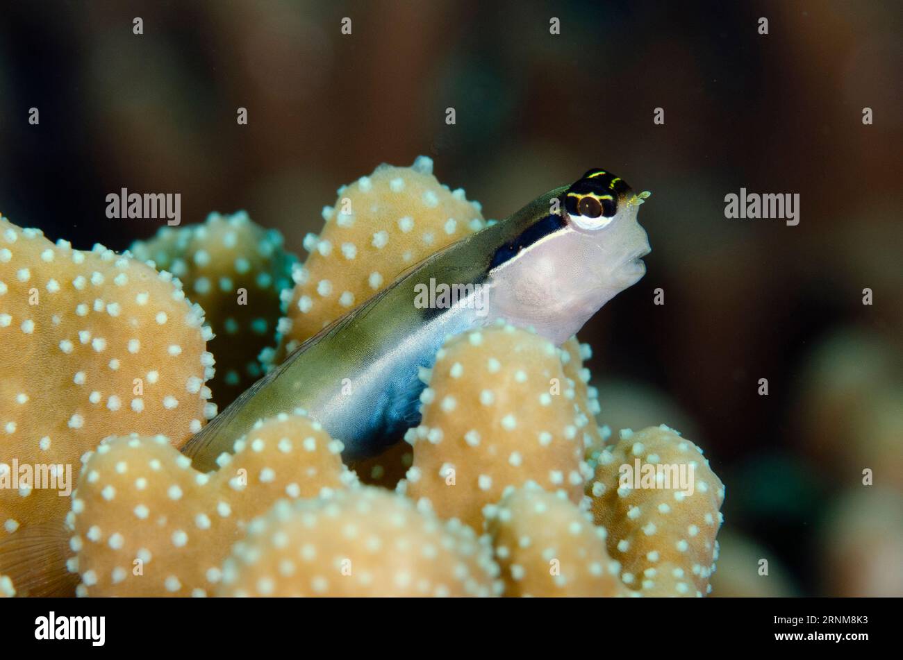 Banda Blenny, Ecsenius bandanus, on coral, Love Potion Number 9 dive ...