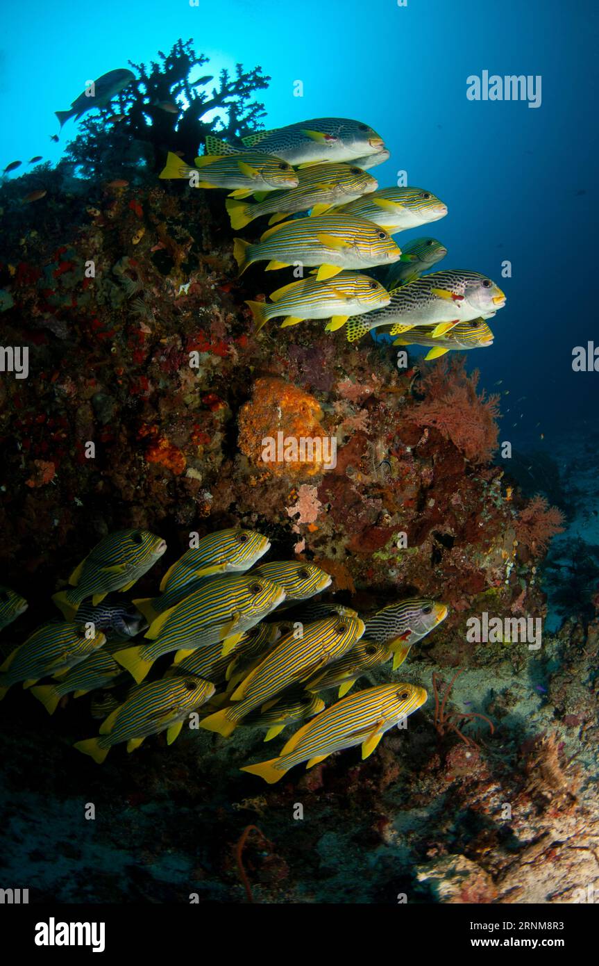 School of Ribbon Sweetlips, Plectorhinchus polytaenia, with some ...