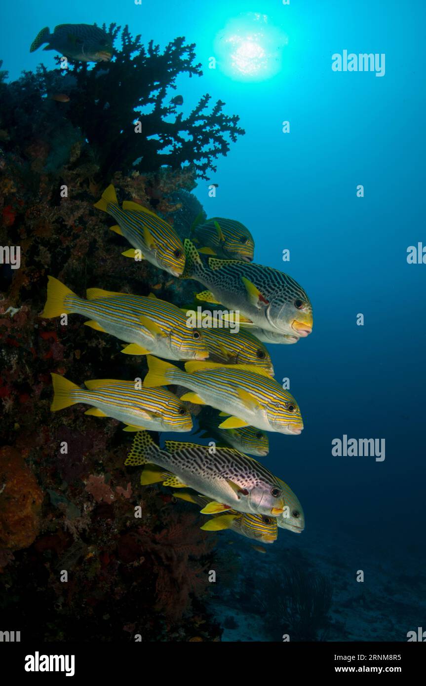 School of Ribbon Sweetlips, Plectorhinchus polytaenia, with some ...
