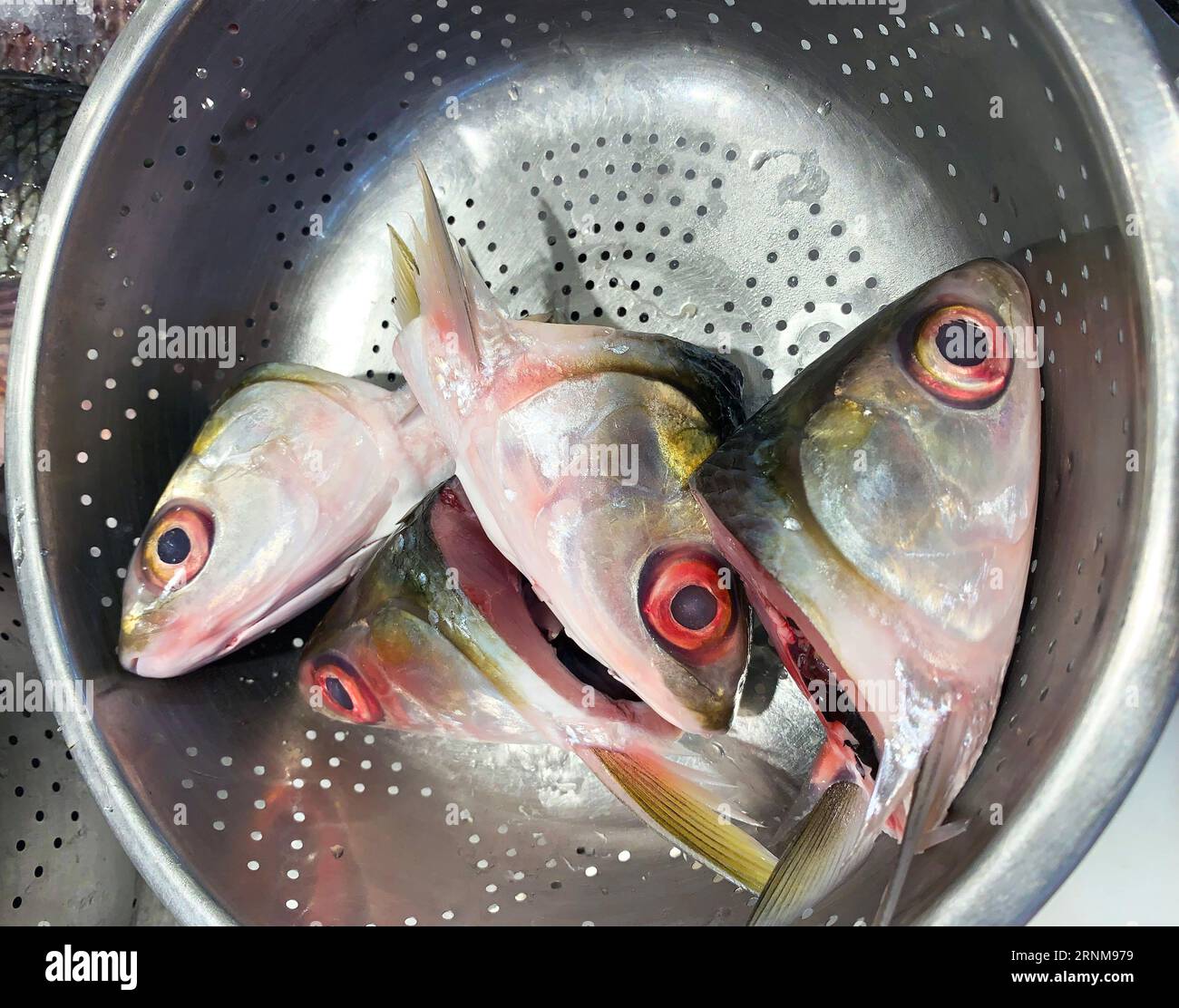 Cut fish heads in iron bowl - Milkfish(Chanos chanos Stock Photo - Alamy