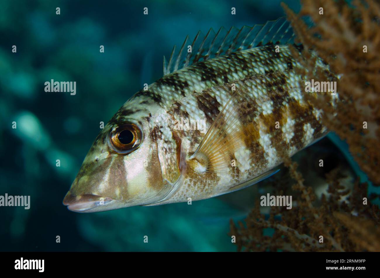 Blotched phase Orange-striped Emperor, Lethrinus obsoletus, Sawanderek ...