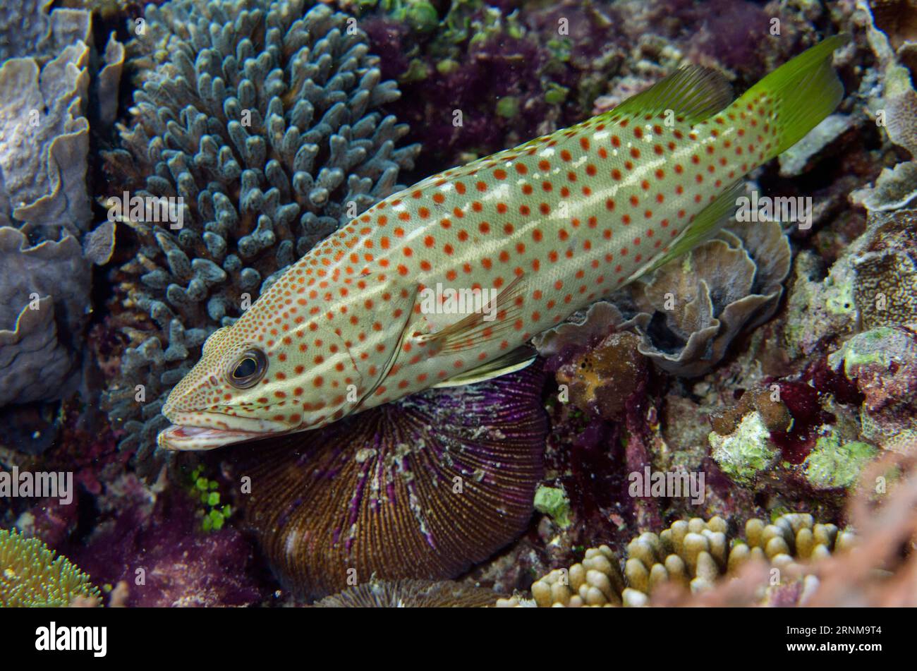 Slender Grouper, Anyperodon leucogrammicus, Sawanderek Jetty dive site ...
