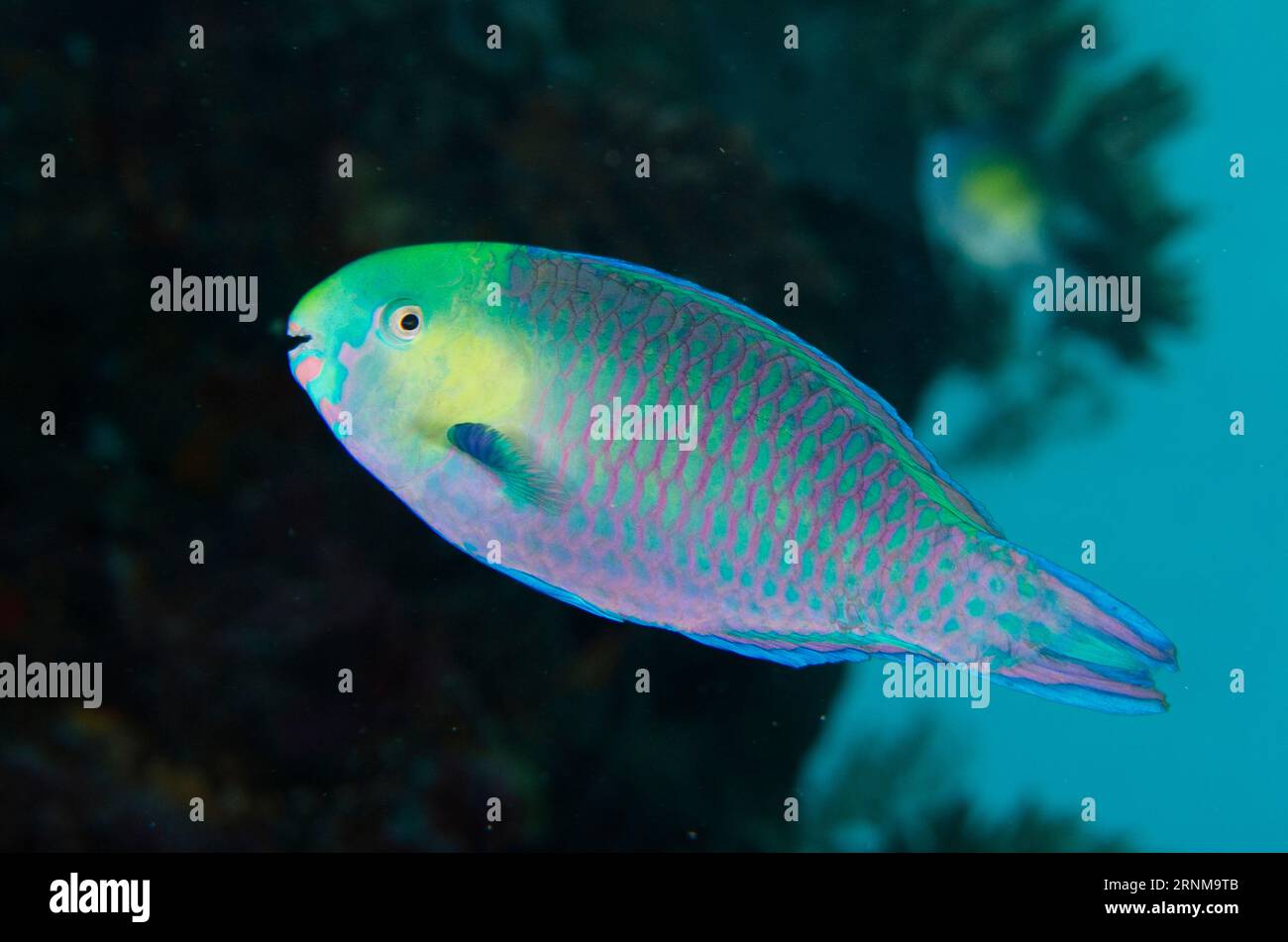Pygmy Parrotfish, Scarus spinus, Sawanderek Jetty dive site, Mansuar ...