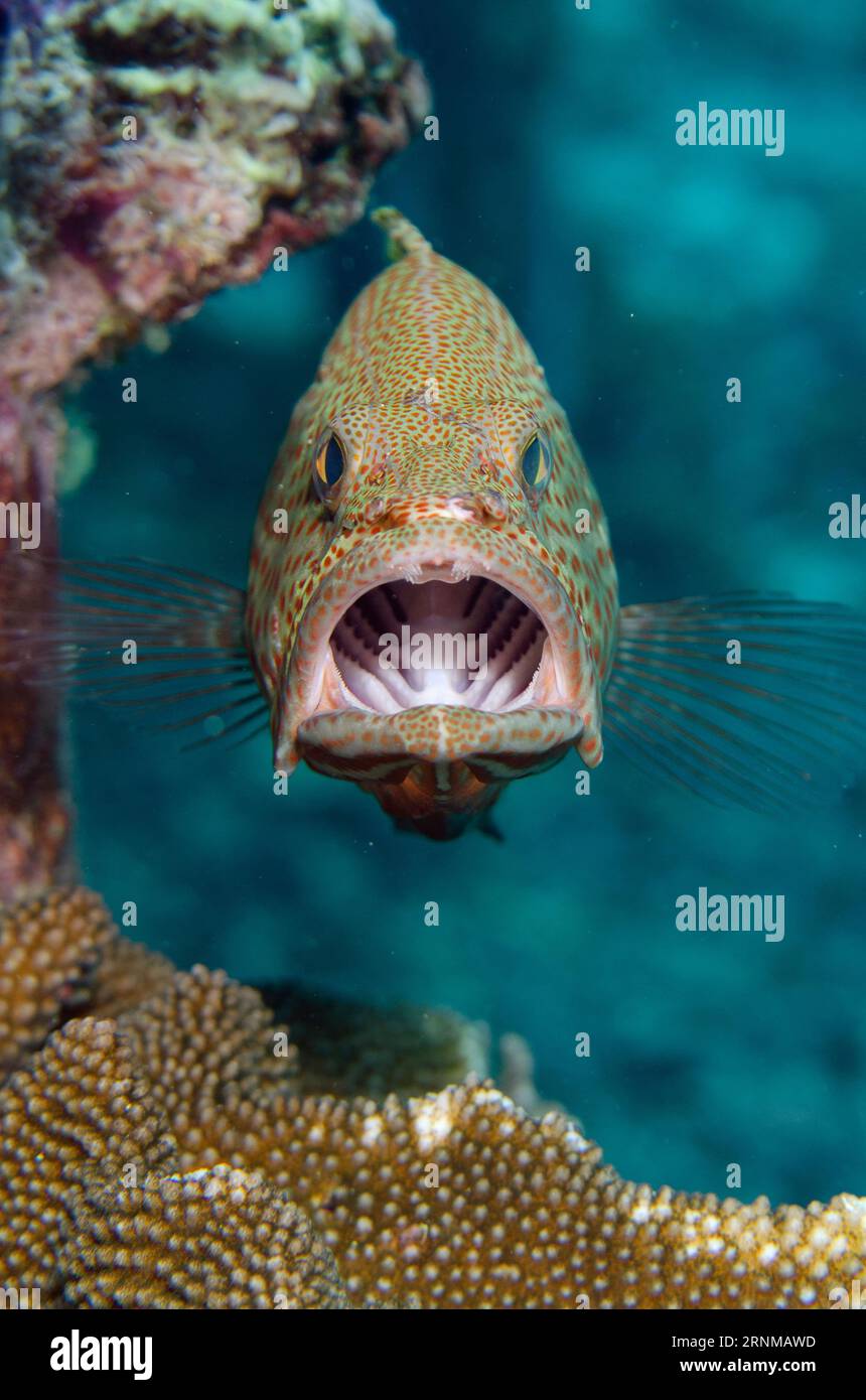 Slender Grouper, Anyperodon leucogrammicus, with open mouth, Sawanderek ...