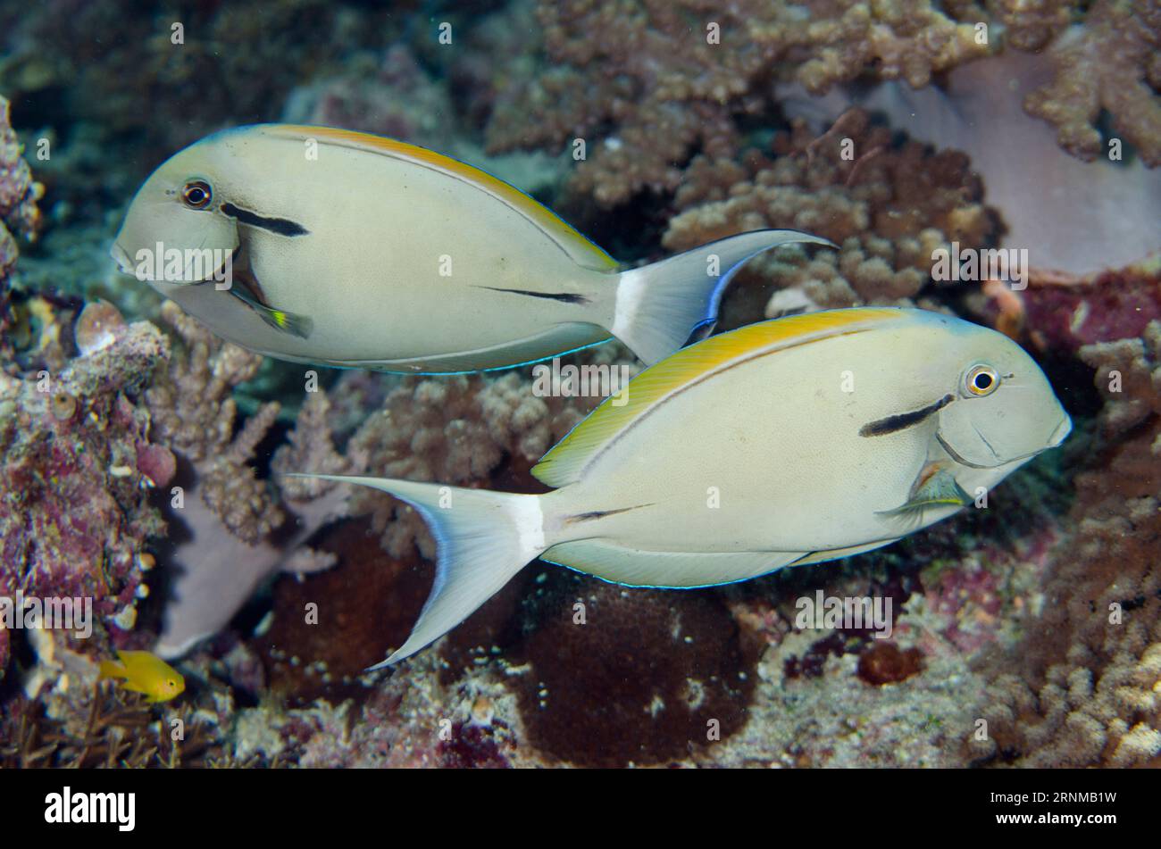 Pair of Blackstreak Surgeonfish, Acanthurus nigricauda, Sawanderek ...