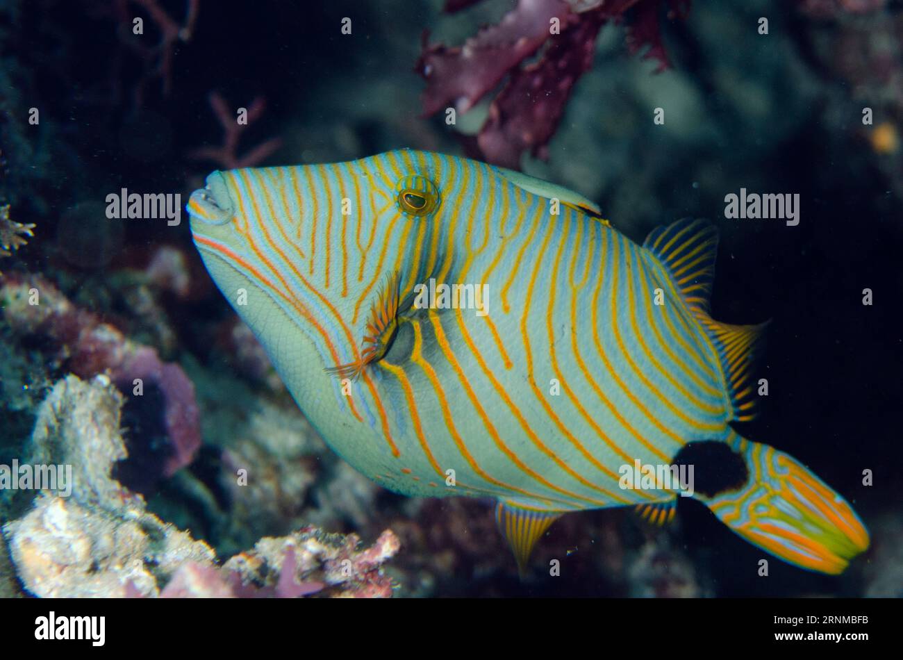 Orange-lined Triggerfish, Balistapus undulatus, Sawanderek Jetty dive ...