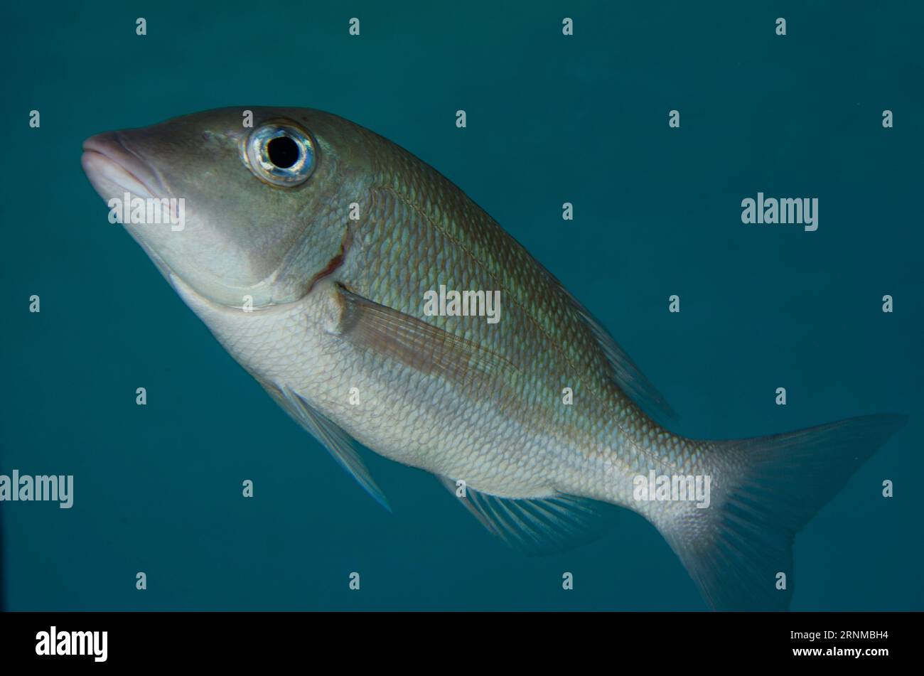 Orange-striped Emperor, Lethrinus obsoletus, Sawanderek Jetty dive site ...