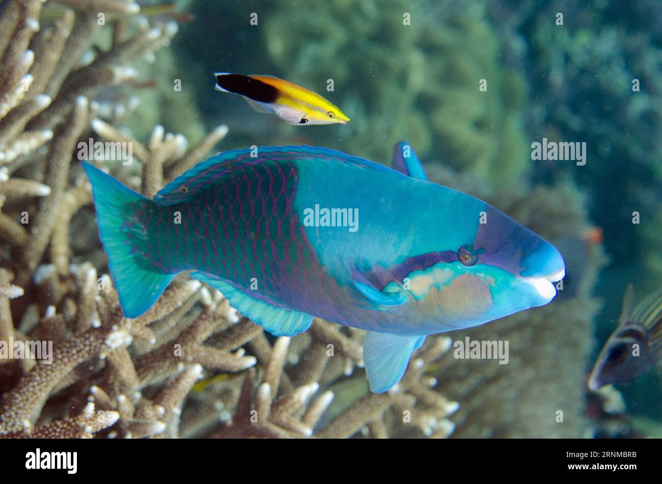Yellowbarred Parrotfish, Scarus dimidiatus, and Blackspot Cleaner ...