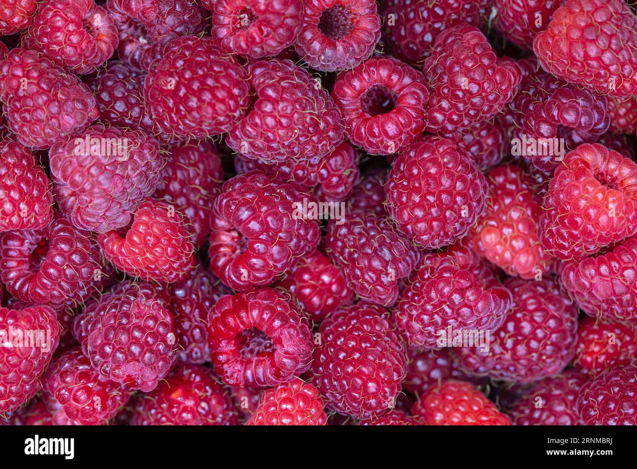 red raspberries textured background for design purpose Stock Photo - Alamy