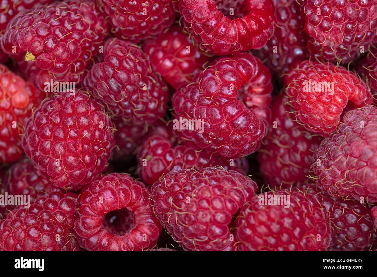 red raspberries textured background for design purpose Stock Photo - Alamy