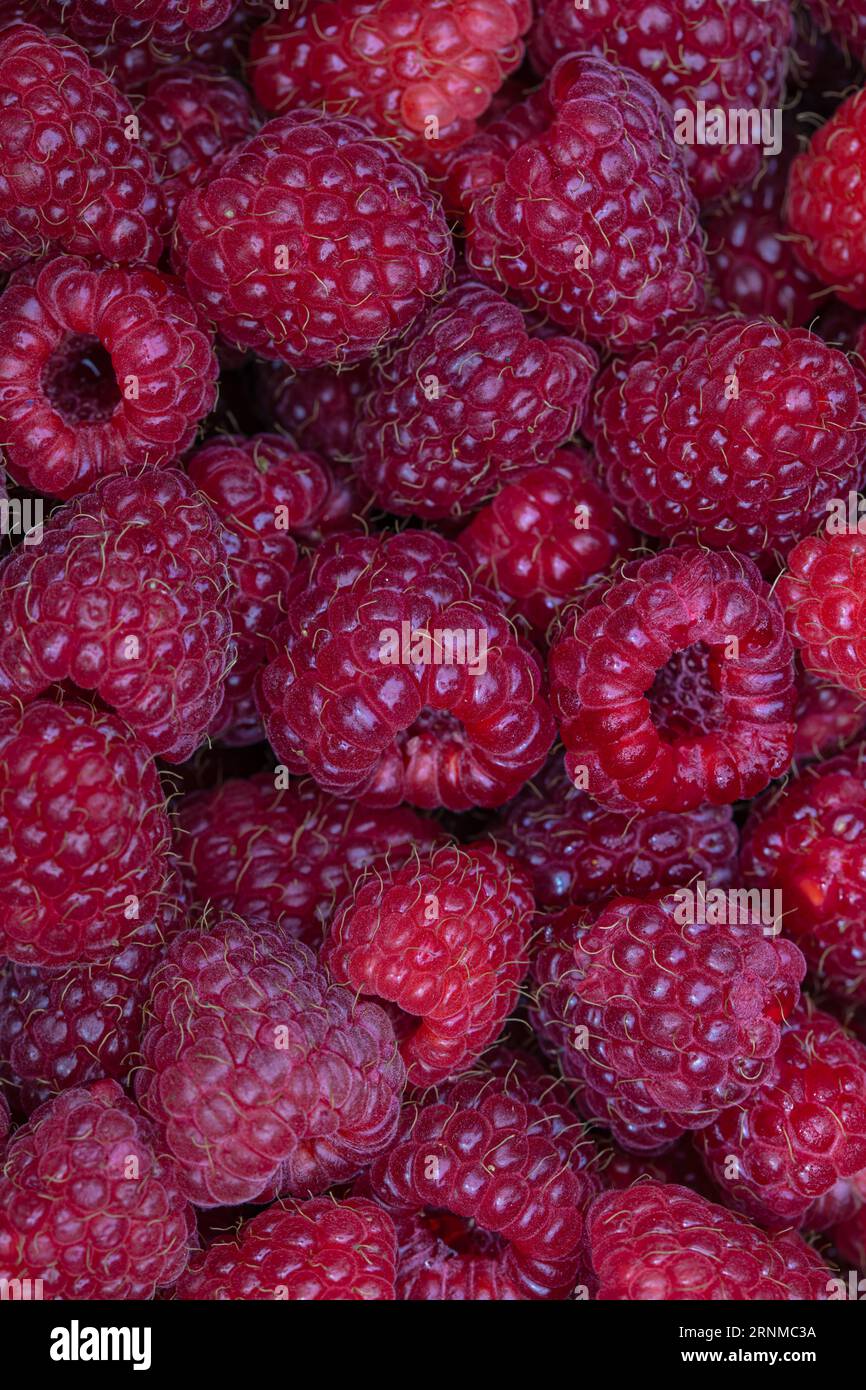 red raspberries textured background for design purpose Stock Photo - Alamy