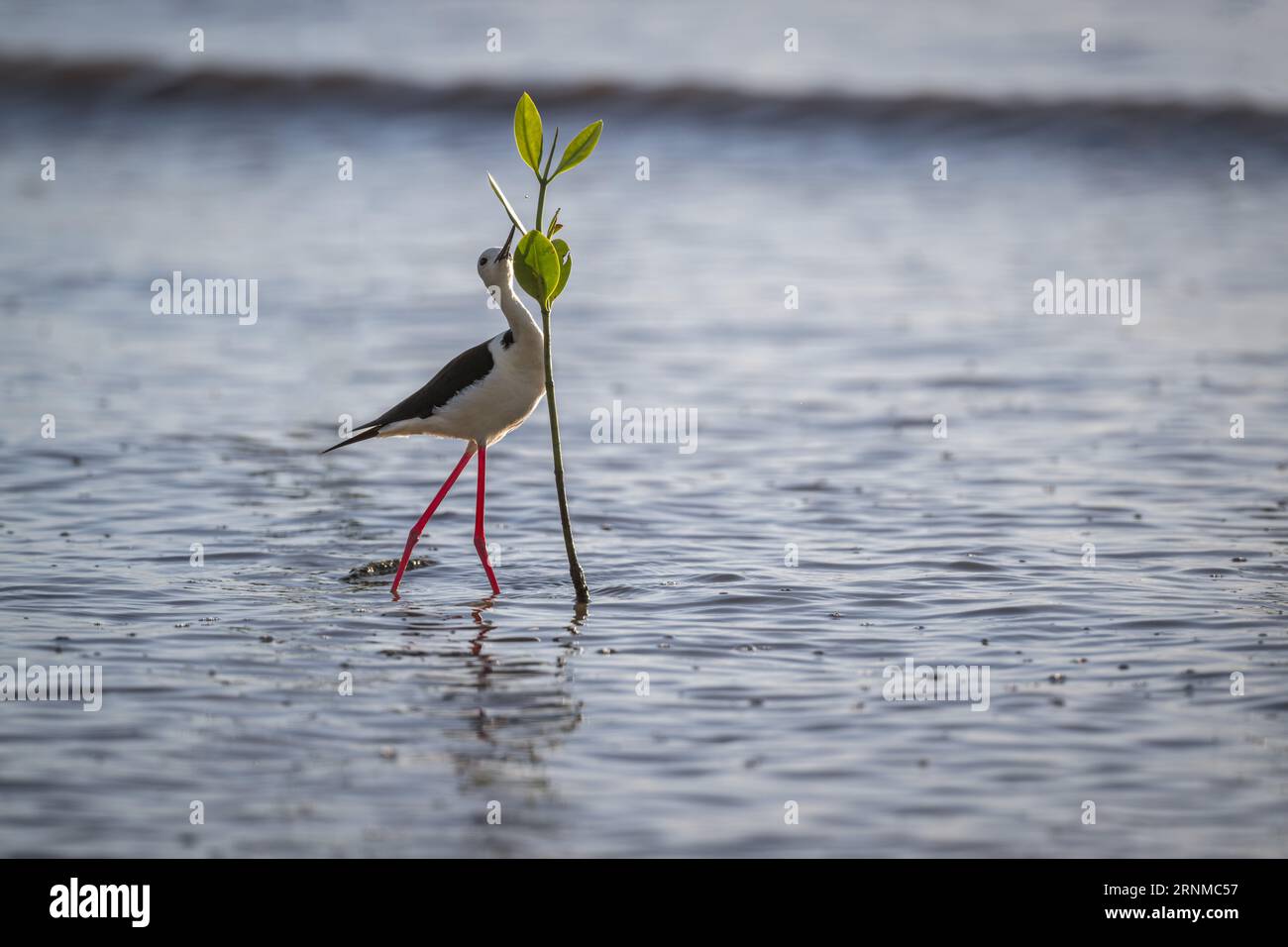 A single Black-winged Stilt with keen eyesight excellent reflexes is ...