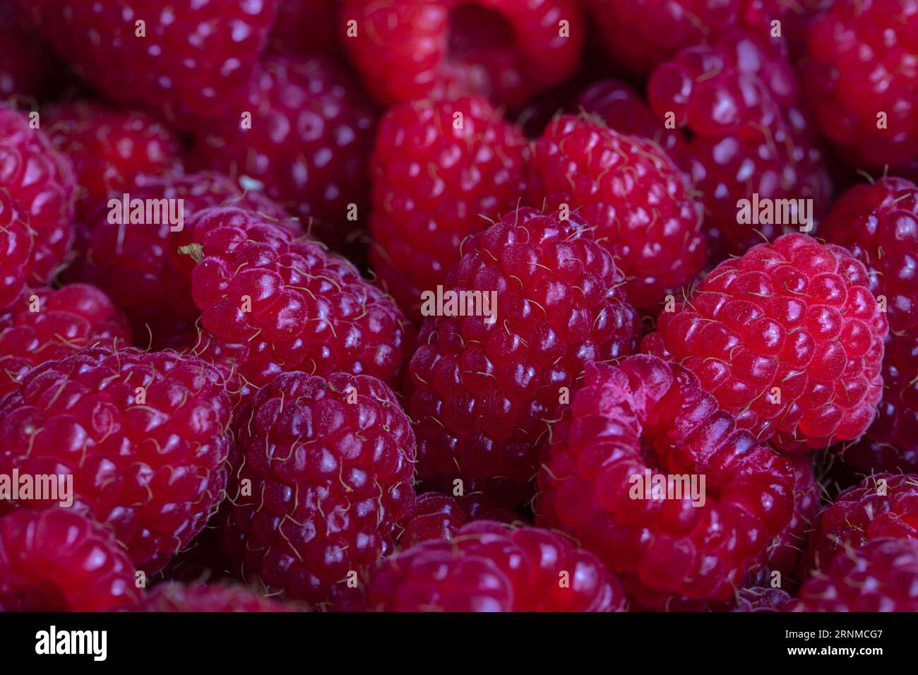 red raspberries textured background for design purpose Stock Photo - Alamy